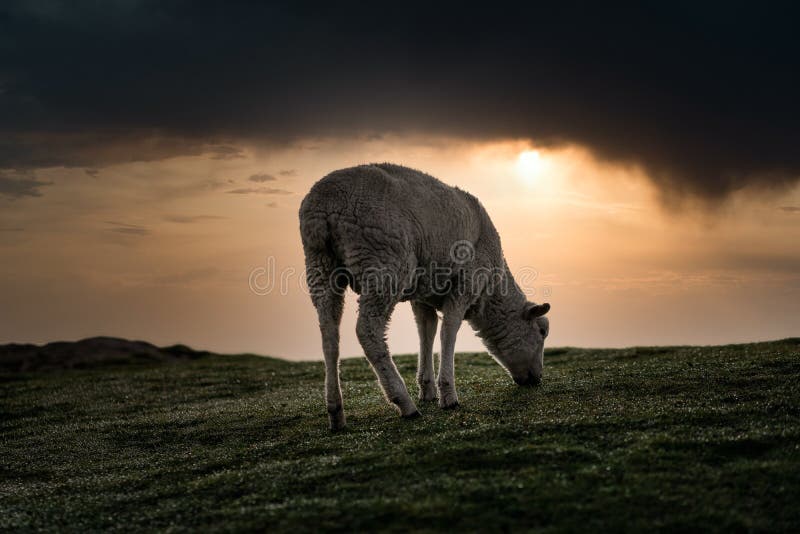 Awesome Shoot of a Sheep Eating Grass at Misty Cloudy Sunrise. Copy ...