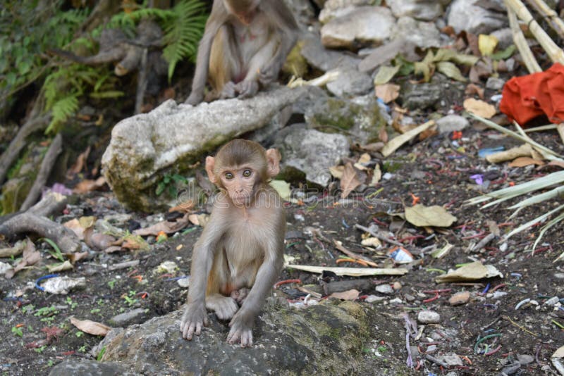 Awesome Snap of Small Kid Monkey that Sitting on a Stone & Looking ...