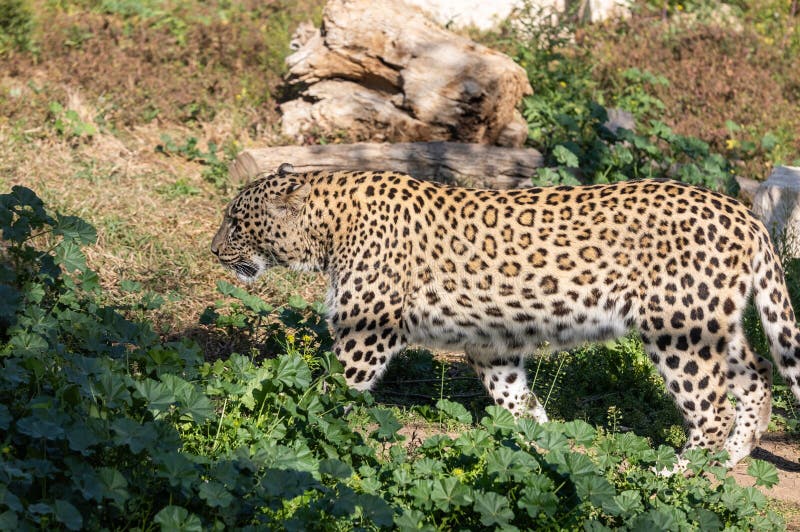 An Awesome Young Leopard Walks in an Enclosure Stock Image - Image of ...