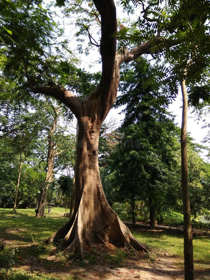 Different Tree style stock image. Image of tree, style - 104764357