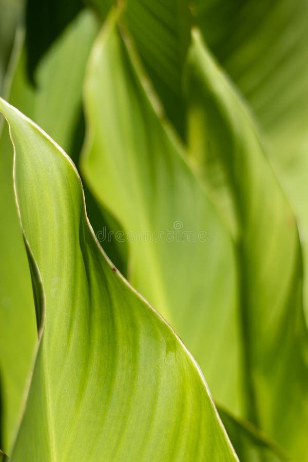 Awesome Texture of Large Leaves of a Green Plant Stock Image - Image of ...