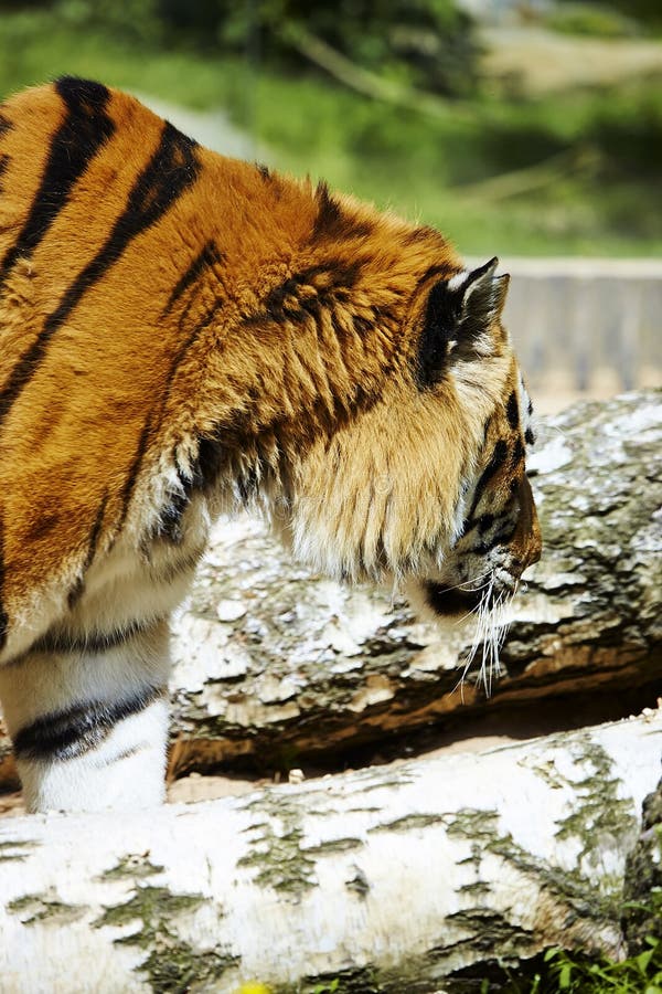 Awesome tiger in a zoo stock image. Image of tiger, awesome - 186985319
