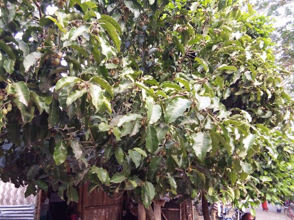 Bokul Fol editorial stock image. Image of fruit, tree - 133647699