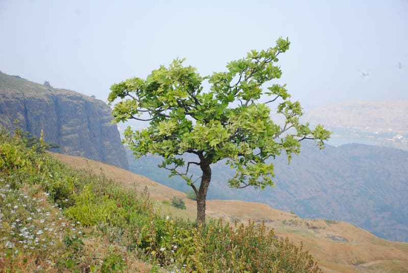 Awesome Tree on the Mountain Range Stock Image - Image of tree, awesome ...