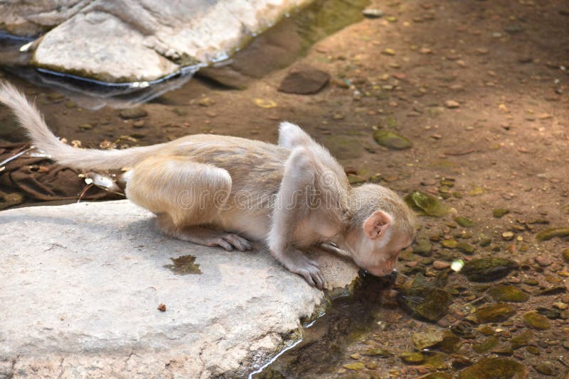 Awesome View of Monkey Drinking Cool Water Coming from a Water Falling ...