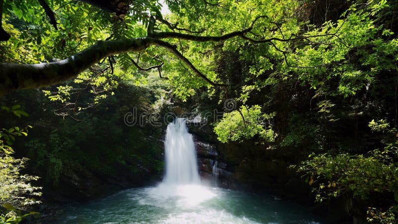 The Awesome Waterfall Refresh Whole Forest Stock Image - Image of pond ...