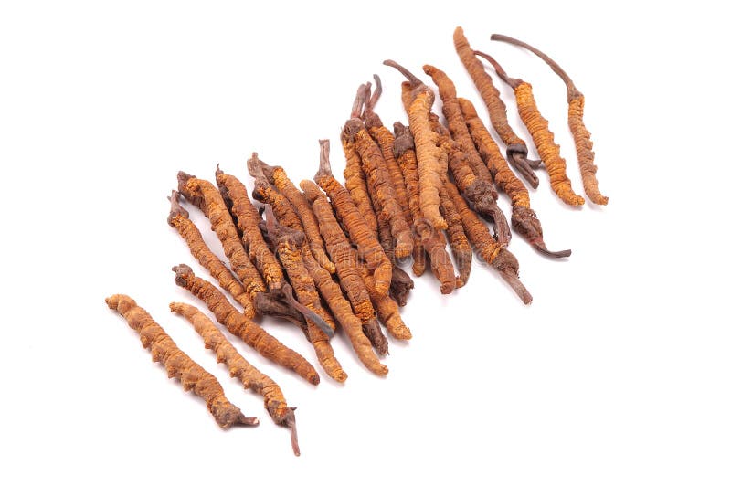 Aweto stock image. Image of herbal, cordyceps, asia, pharmacy - 7417917