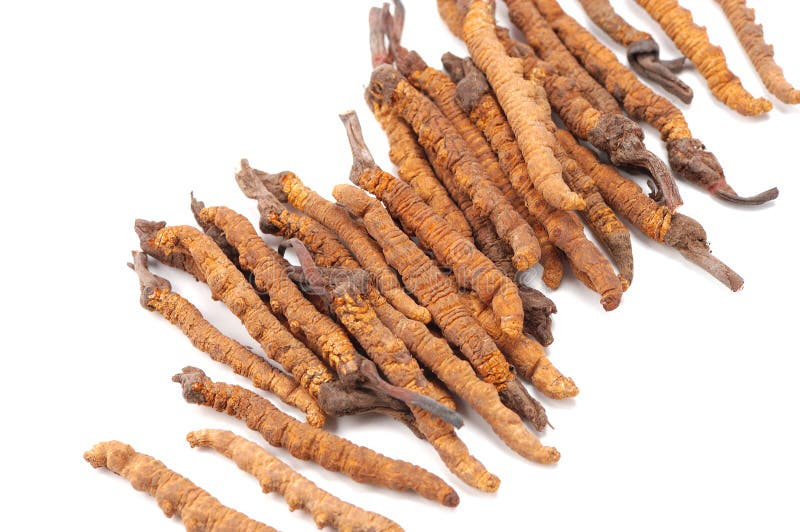 Aweto stock image. Image of fungi, traditional, herbal - 7417913