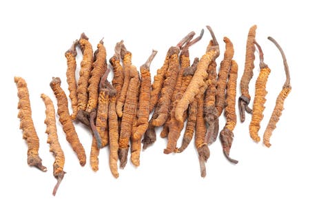 Aweto stock image. Image of hospitals, immunity, unique - 7417915