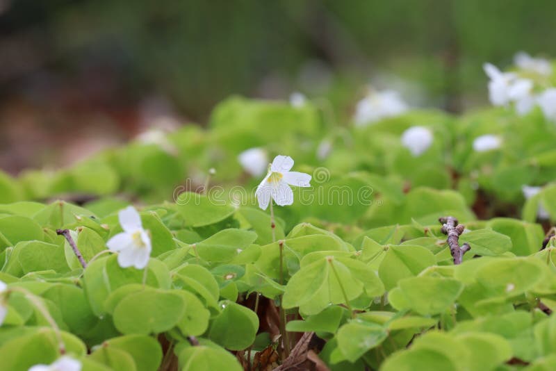 Flowering clover stock photo. Image of forest, garden - 219185952