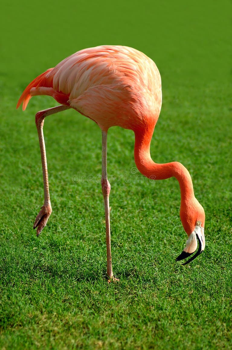 1,386 Awkward Animal Stock Photos - Free & Royalty-Free Stock Photos ...