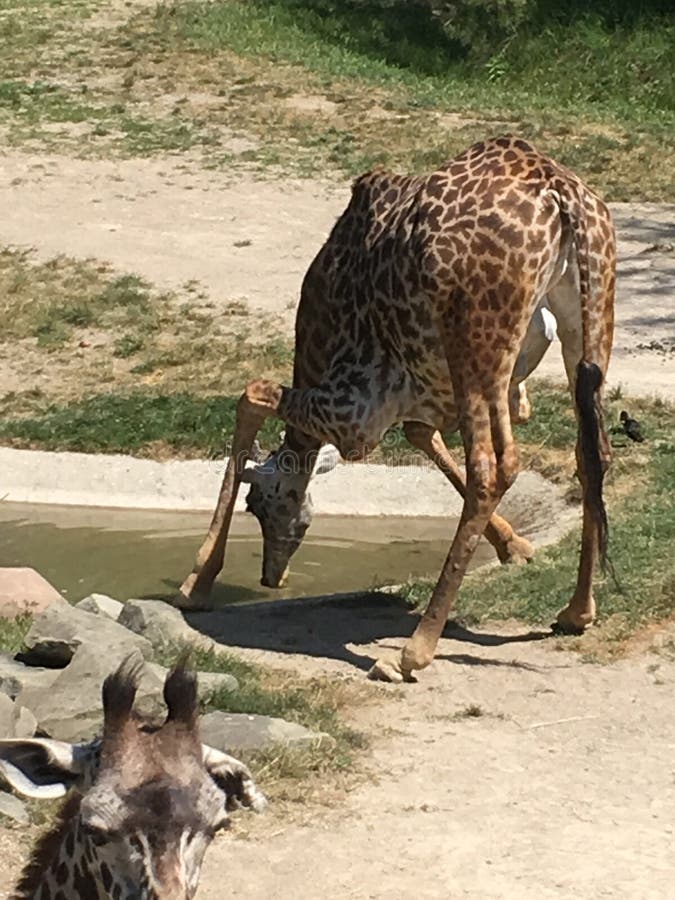 Awkward stock image. Image of watering, giraffe, hole - 94146373