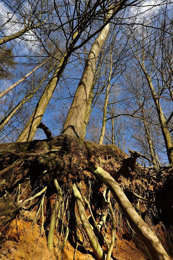 Awkward root stock photo. Image of ancient, blue, tree - 69912402