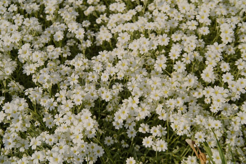 Awl-shaped Phlox of White Color, Texture, Many Small Flowers Stock ...