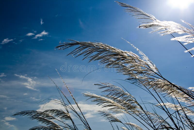 Awn grass stock image. Image of sunshine, grass, coast - 19575263
