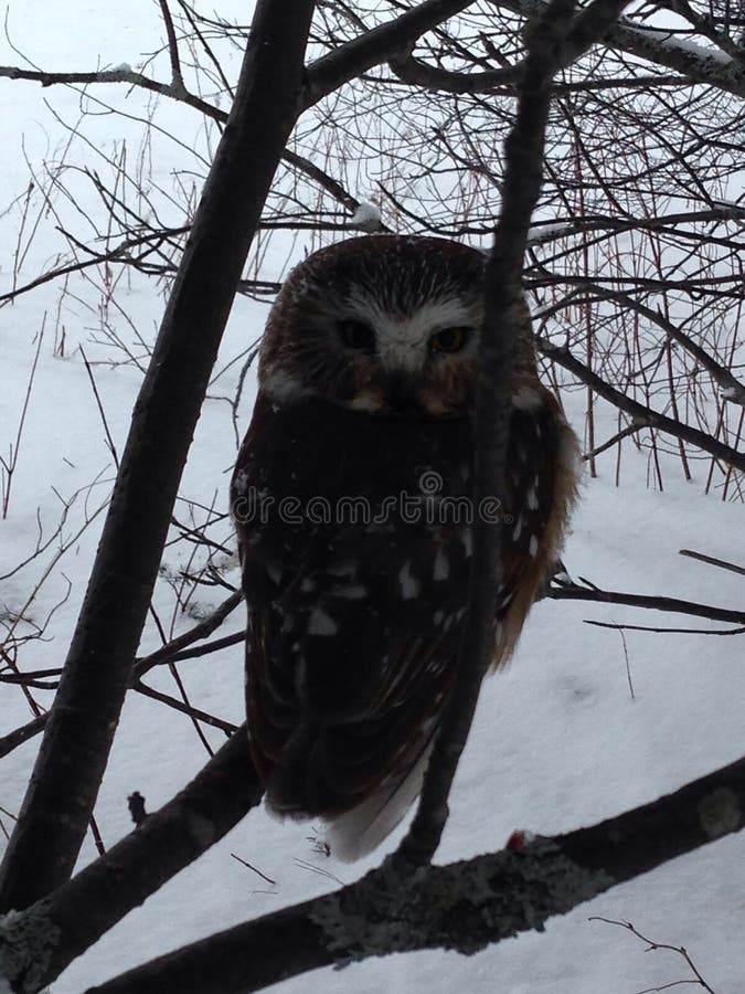 Awol stock photo. Image of beautiful, cold, nature, winter - 51207198