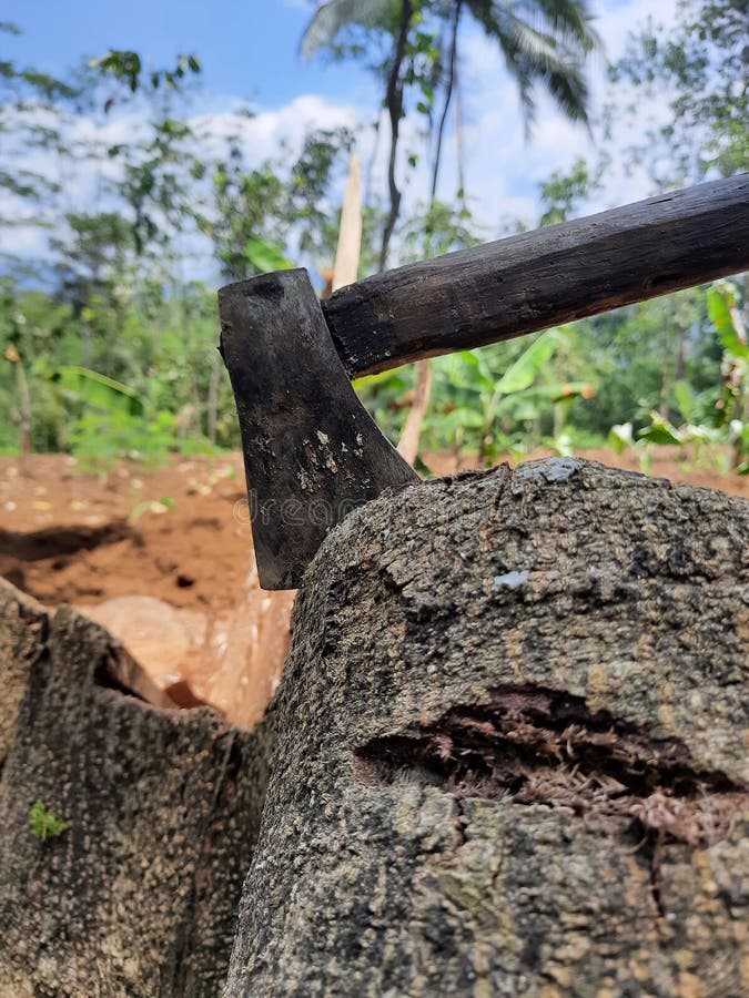 An Ax that Has Completed Its Task of Chopping Wood is Stuck in a Tree ...