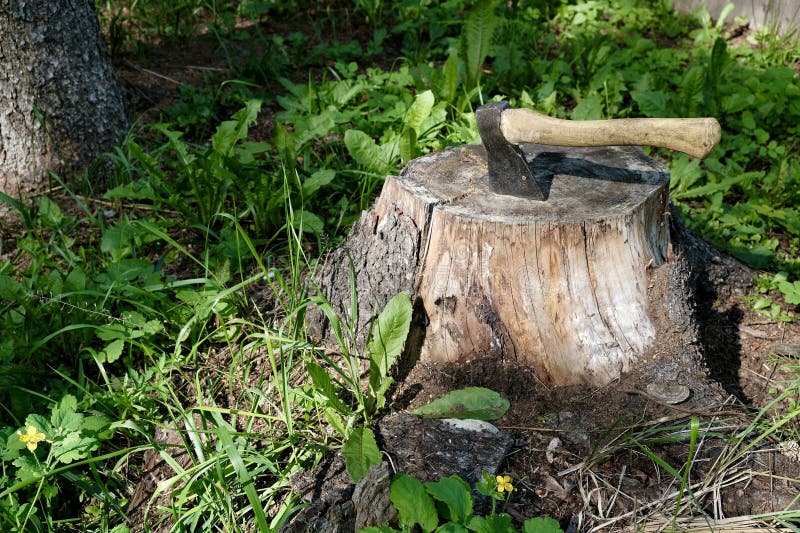 An Ax Sticks Out in a Stump of a Cut Tree Stock Photo - Image of ...