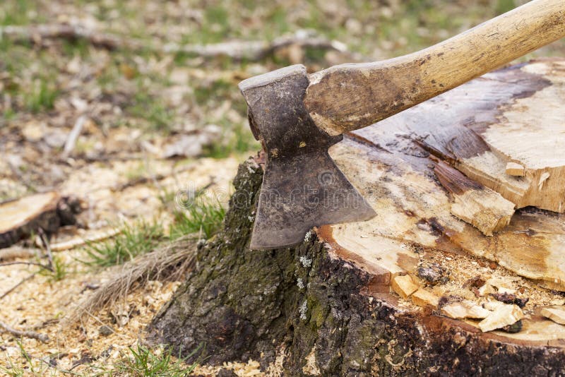 Ax stuck in stump stock image. Image of hatchet, industry - 73322353
