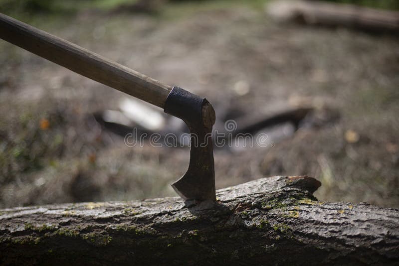 The ax is stuck in a tree. stock photo. Image of tool - 191343944