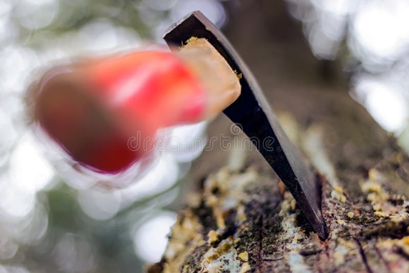 An Ax is Stuck in a Tree in the Forest Stock Image - Image of outside ...
