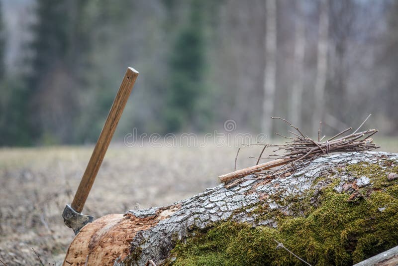 Ax in the tree stock photo. Image of close, chop, environment - 144130772