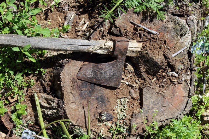 Ax and tree stock photo. Image of bark, pine, outdoors - 70085446