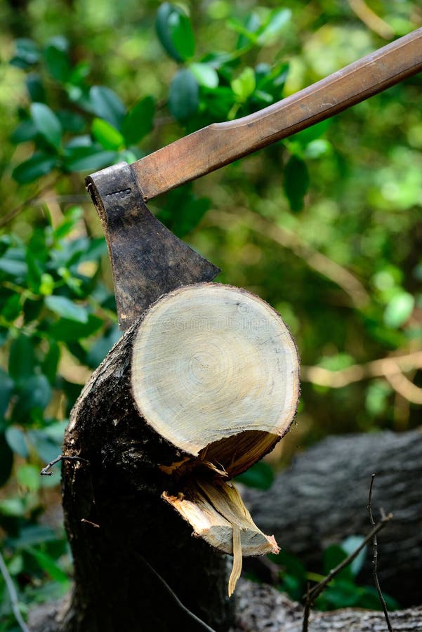 Axe stock image. Image of cutting, hack, tree, timber - 43695129