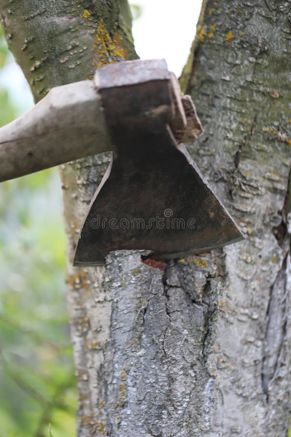 Axe Stuck in a Tree, Cutting Down Sick Garden Trees Stock Photo - Image ...