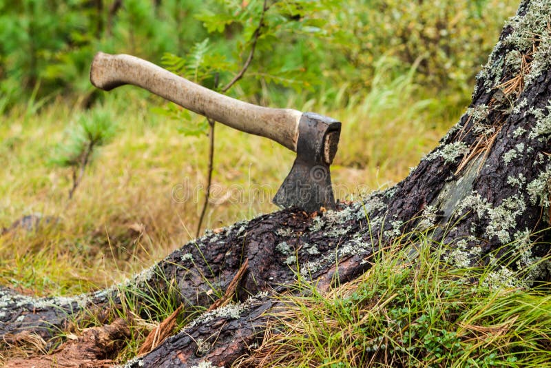 An axe stuck in a tree stock image. Image of chopper, beam - 9182799