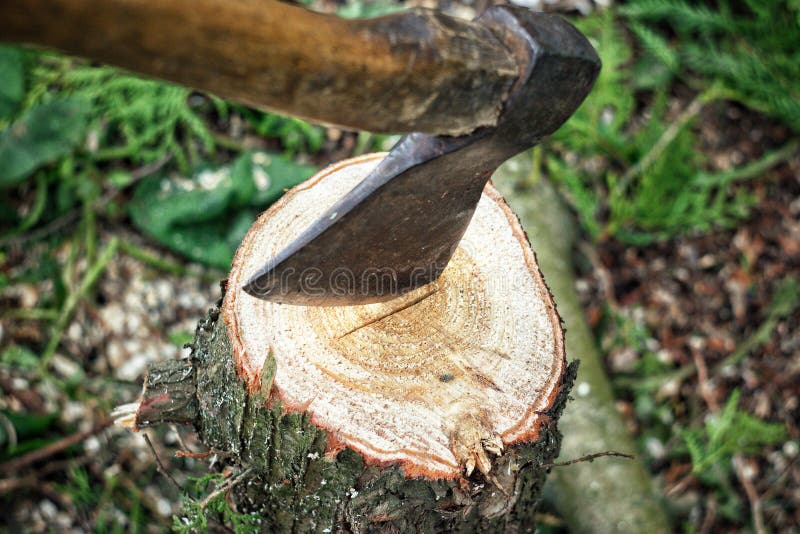 Axe in stump stock photo. Image of chop, wood, hatchet - 184313856