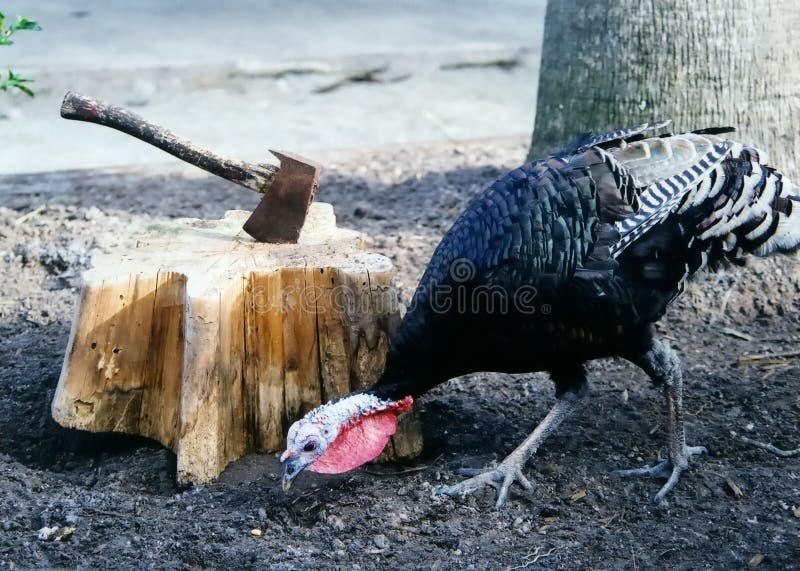 Axe in stump by turkey stock image. Image of animal, turkey - 1675475