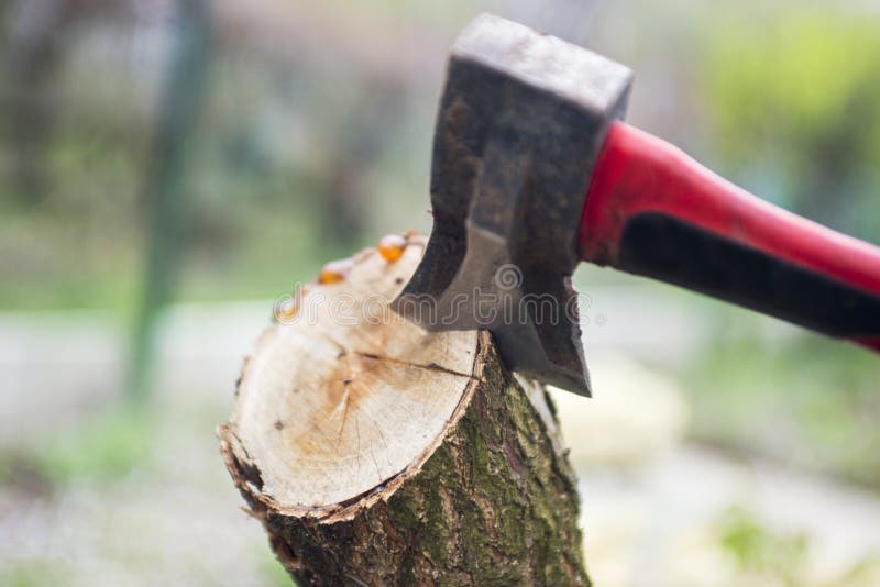Axe in the Stump. Axe in Wood. Axe Wedged into Tree Stump. Save the ...