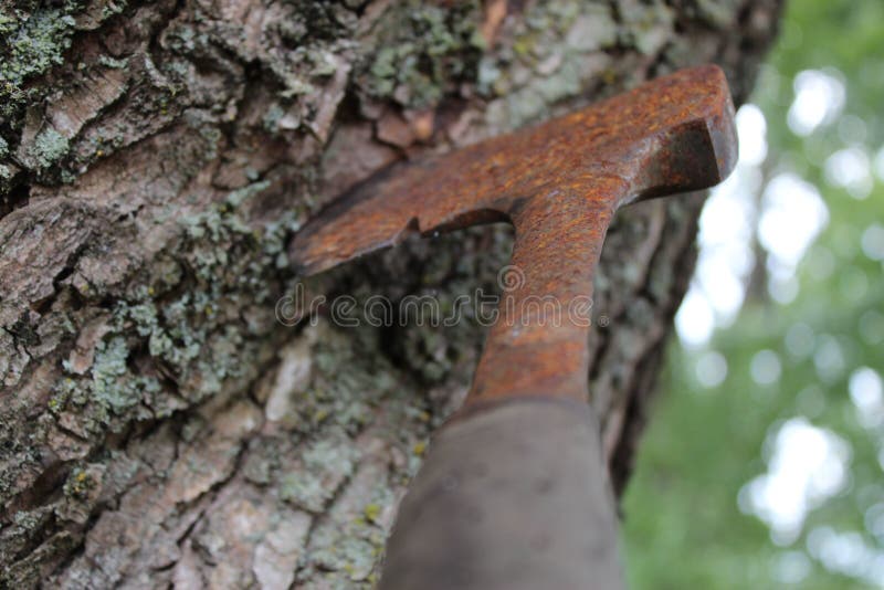 Axe in the tree stock photo. Image of nature, vintage - 155749878