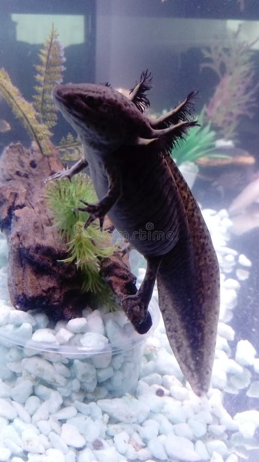 Axelotl foto de archivo. Imagen de agua, soporte - 102216392