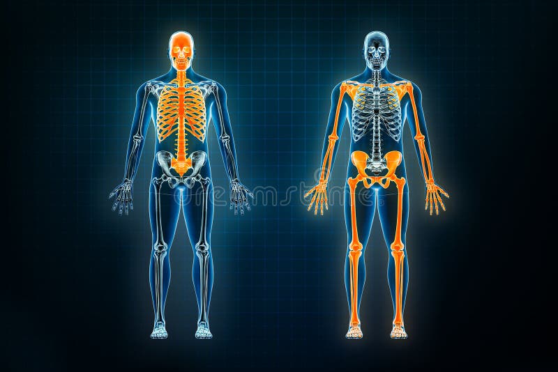 Axial and Appendicular Skeletal System X-ray Front or Anterior View ...