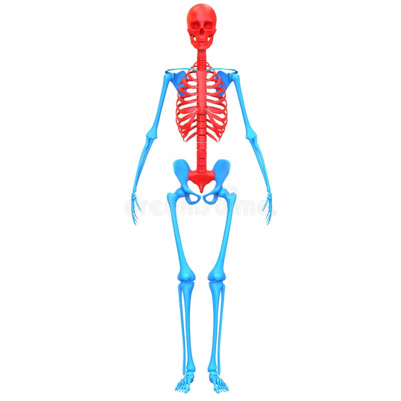 Axial Skeleton Of Human Skeleton System Anatomy 3d Rendering Stock ...