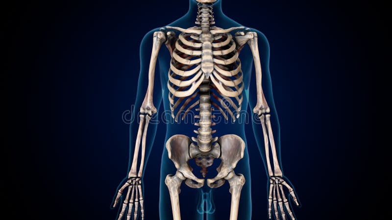 3d Illustration of Human Skeleton Axial Bone Anatomy. Stock ...