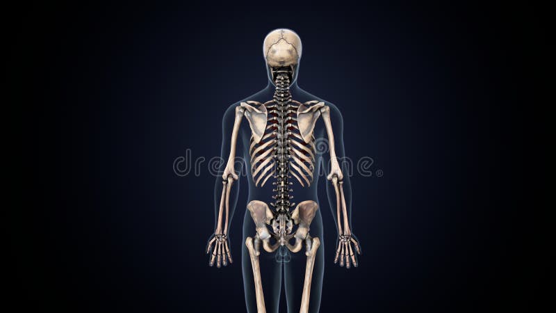3d Illustration of Human Axial Skeleton Anatomy. Stock Illustration ...