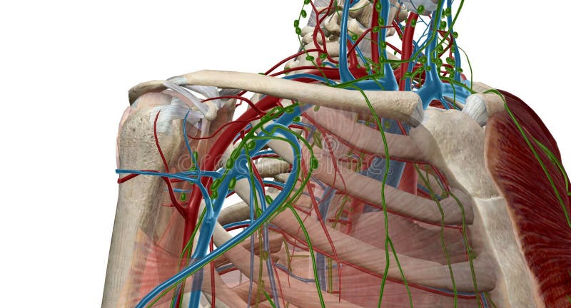 The Axillary Lymph Nodes are a Collection of 5 Groups of Lymph N Stock ...