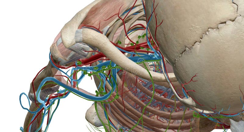 Axillary Region Stock Illustrations – 11 Axillary Region Stock ...