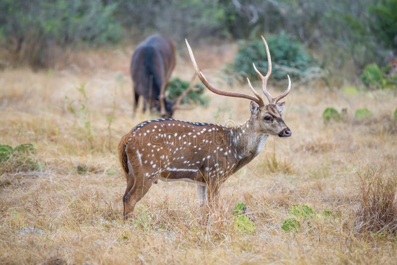 Axis Buck stock photo. Image of stag, indian, fauna, nature - 59751642
