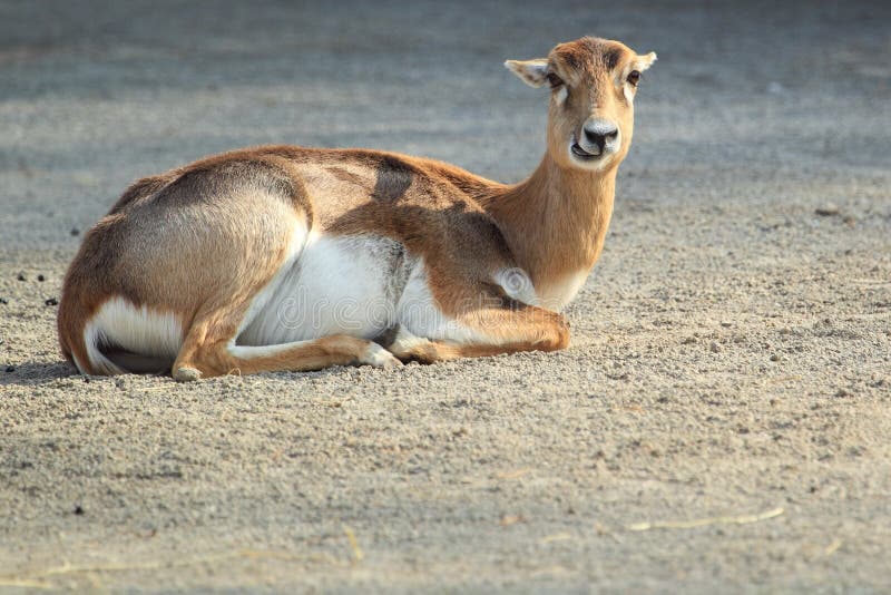Axis deer stock image. Image of nature, chital, animal - 24026349