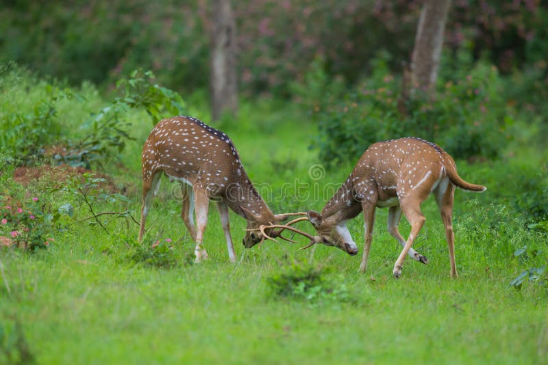 Axis deer stags clash stock image. Image of forest, deer - 161605101