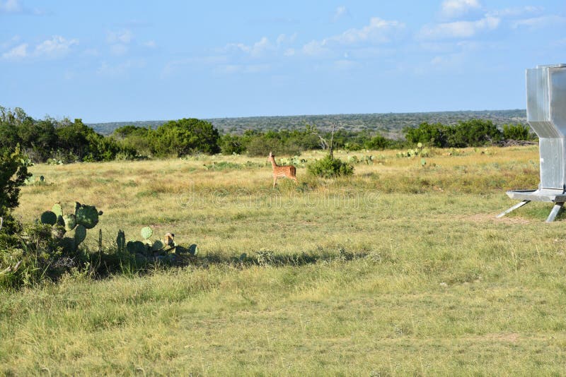 Axis Doe stock photo. Image of nature, buck, game, natural - 103209390
