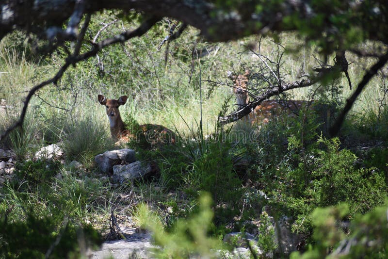 Axis Doe and Fawn stock image. Image of lankan, care - 100144975