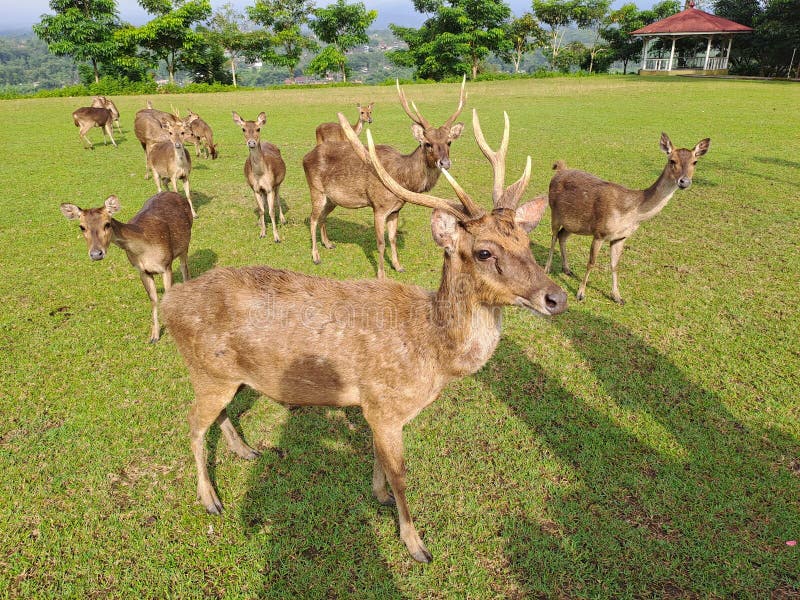 A Deer with Brown Knuckles and White Spots on Its Body Stock Image ...