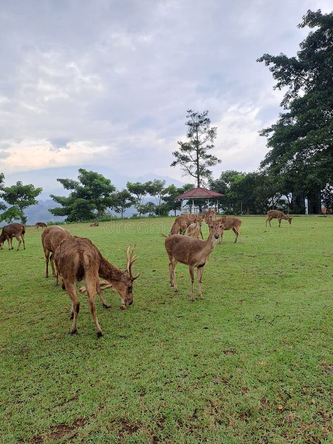 Axis Kuhlii Enjoying the Grass Stock Photo - Image of agriculture ...