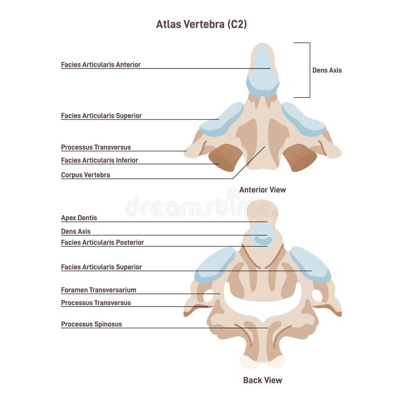 C2 Anterior Stock Illustrations – 5 C2 Anterior Stock Illustrations ...