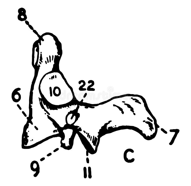 Axis vintage illustration stock vector. Illustration of line - 163232958